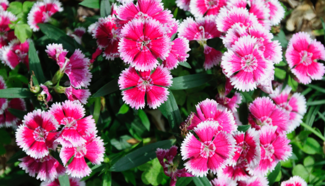 Top 14 Fastest Growing Flowers That Bloom