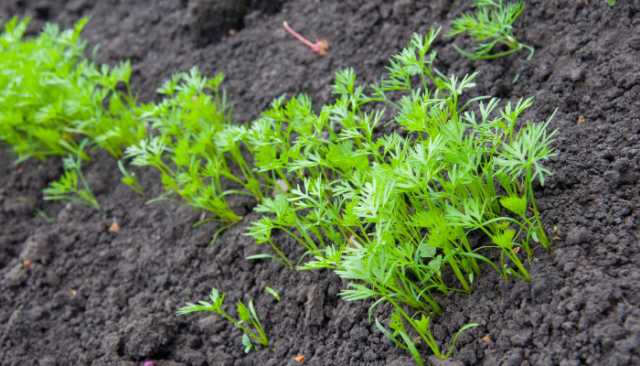 Interesting What Do Sprouting Carrots Look Like Pictures