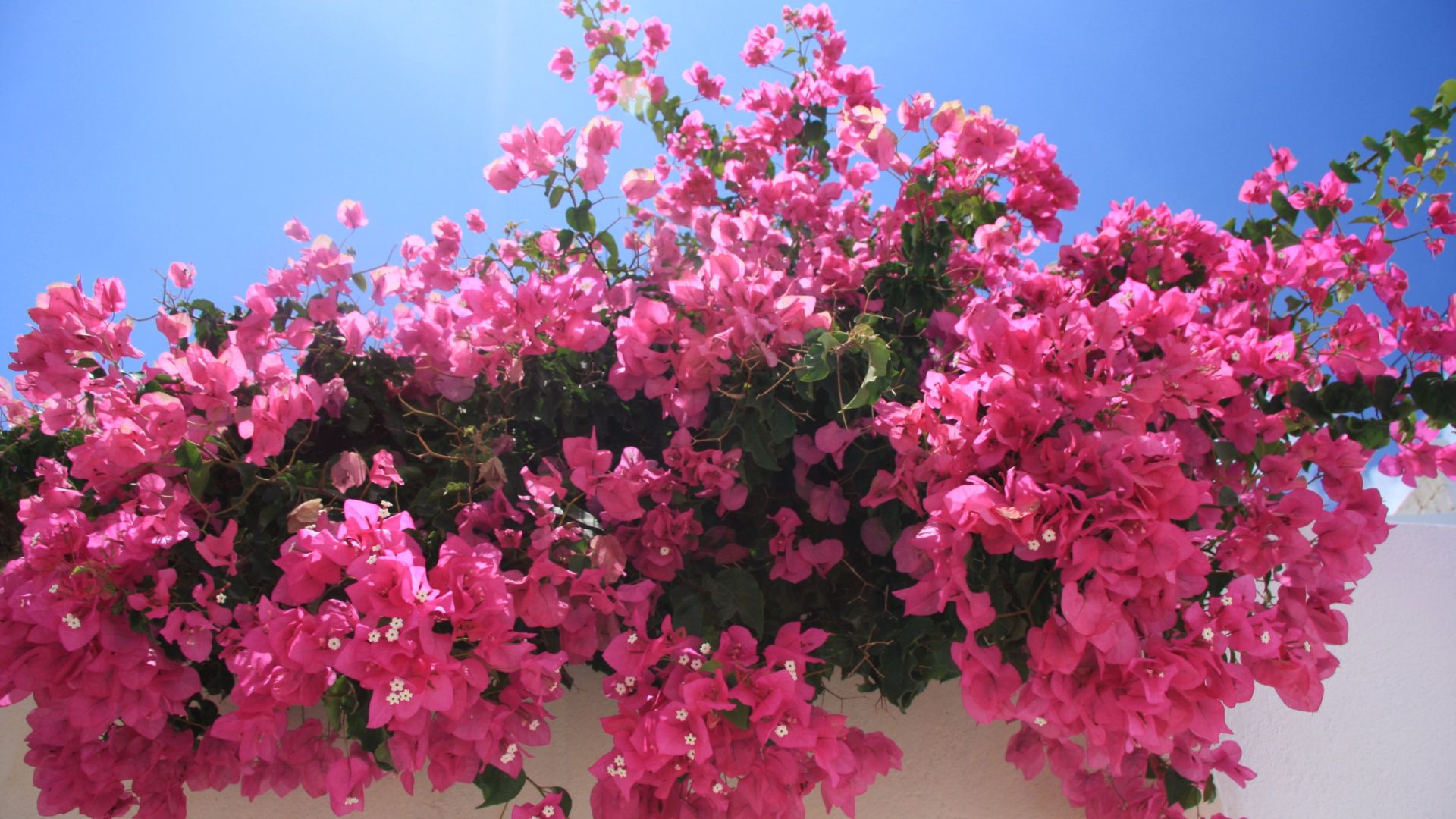 17 Fast-Growing Flowering Vines Across Zones