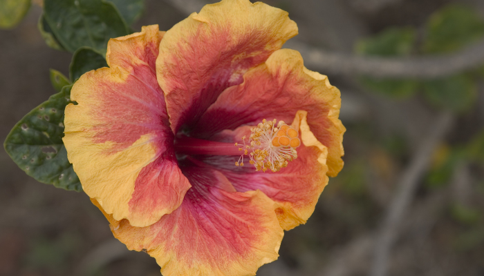 How to Grow and Care for Perennial and Tropical Hibiscus