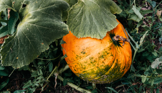 Growing Pumpkins from Old Pumpkins