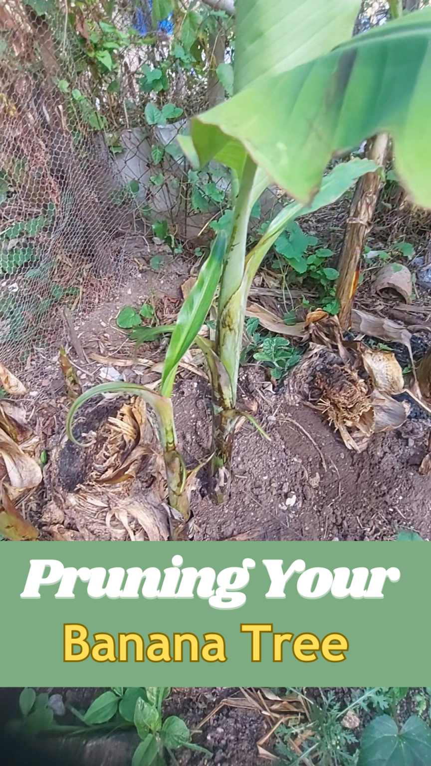 Pruning Your Banana Tree for Maximum Growth