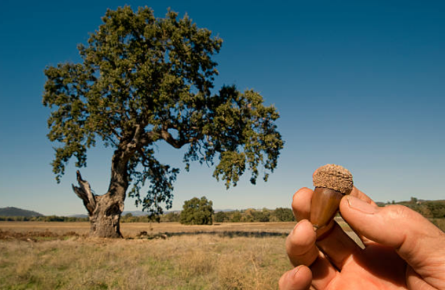 How Do You Grow a Tree From An Acorn (Step-by-Step)