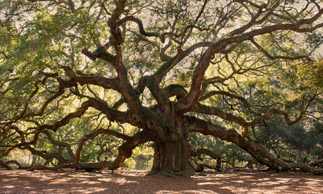 Live Oak Trees: How Fast Do Live Oaks Reach Maturity?