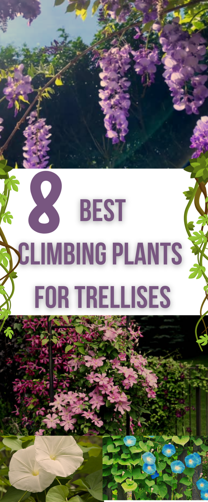 Top 8 Best Climbing Plants for Trellises