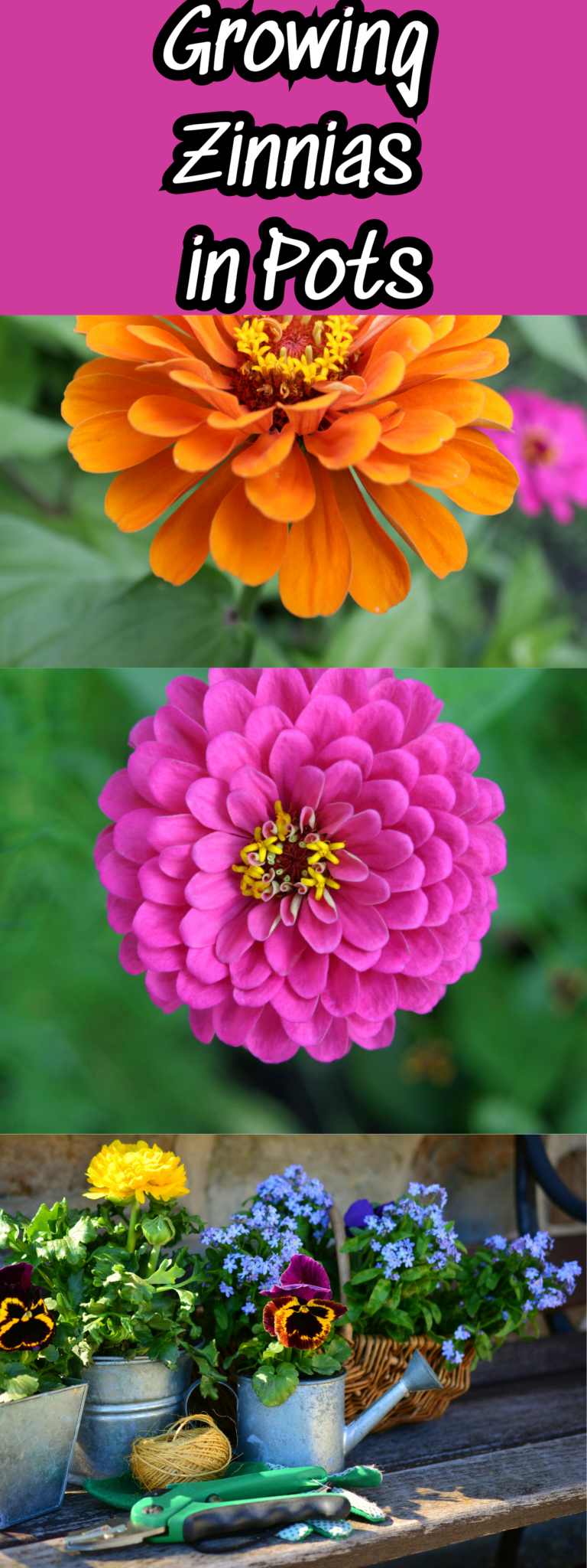 Growing Zinnias in Pots: The Perfect Potted Flower