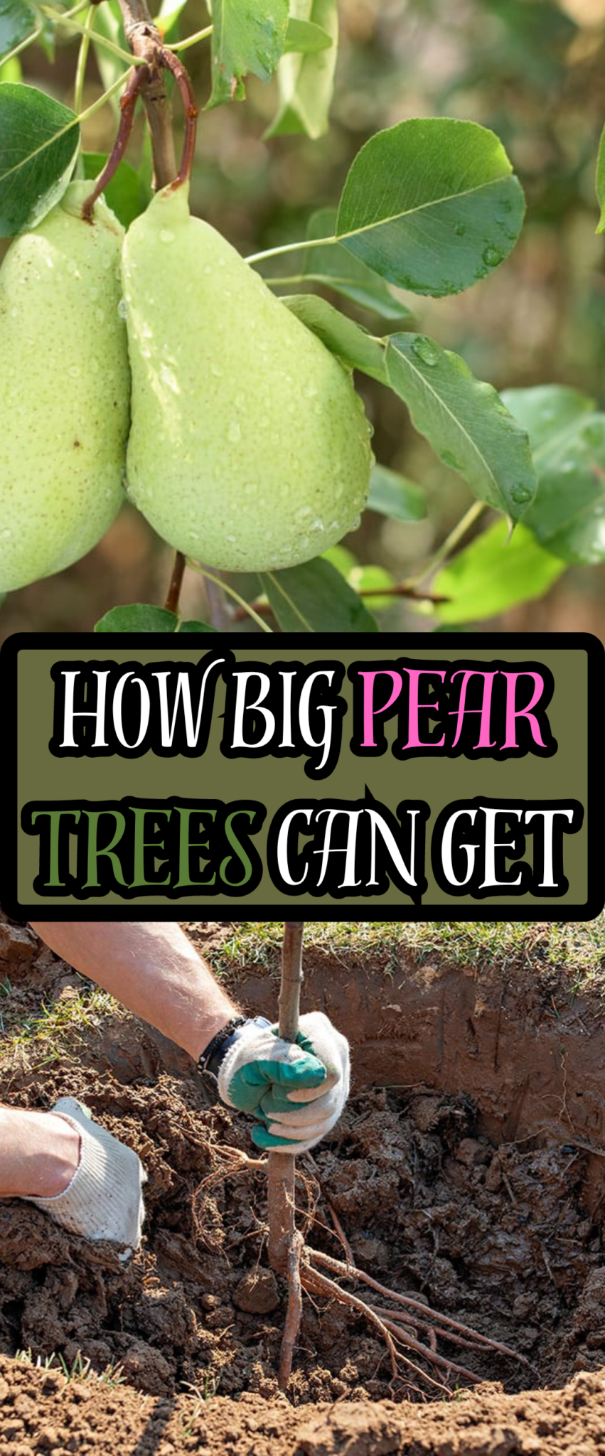 How Big Pear Trees Can Get: The Majestic Pear Tree
