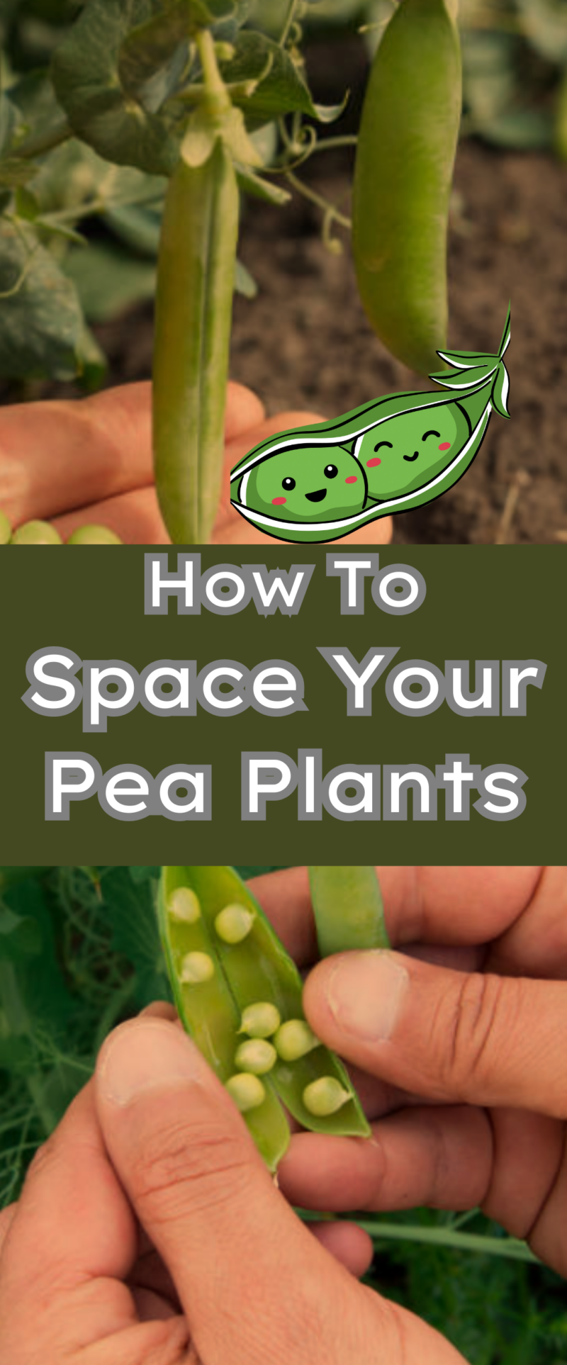 The Right Way to Space Your Pea Plants for Success