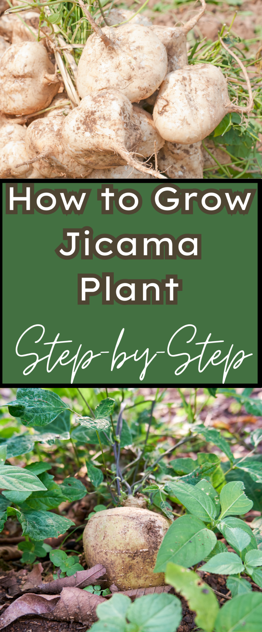 How to Grow Jicama Plant: Step-by-Step Instructions