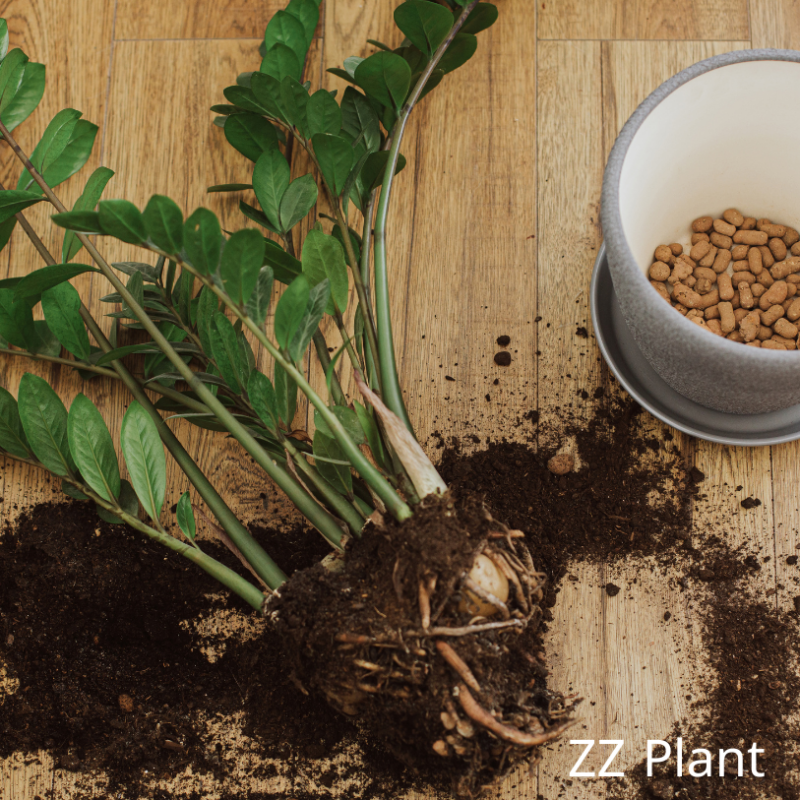 When is the Best Time to Repot Your ZZ Plant?
