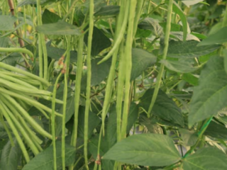 Step-by-Step Guide On Growing Long Beans