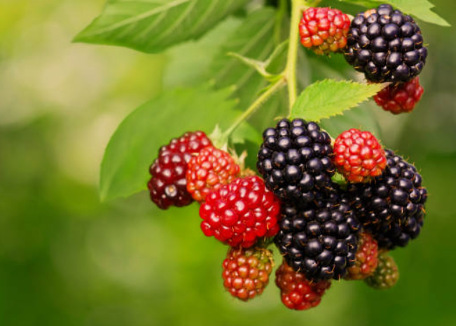 Brambleberry Fruit: Where to Find and How to Identify Them
