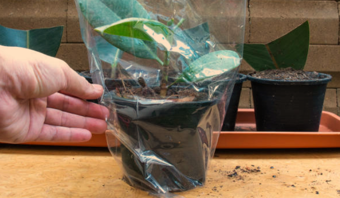 Ficus Plant Propagation: Bringing New Life to Your Plant