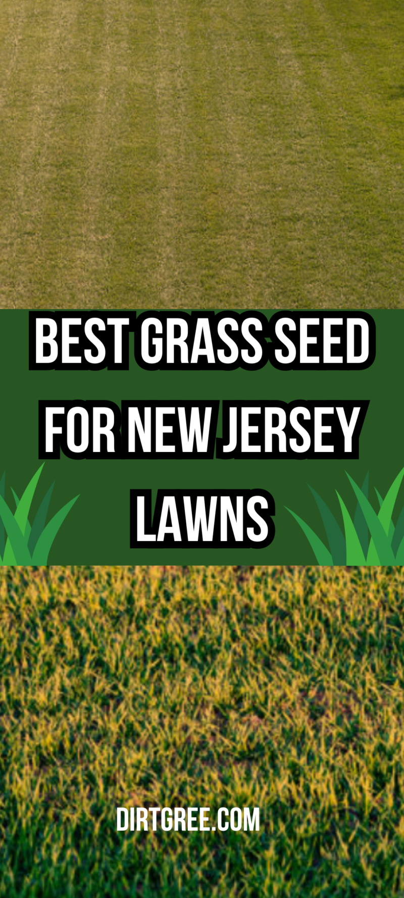 The Best Grass Seed for New Jersey Lawns