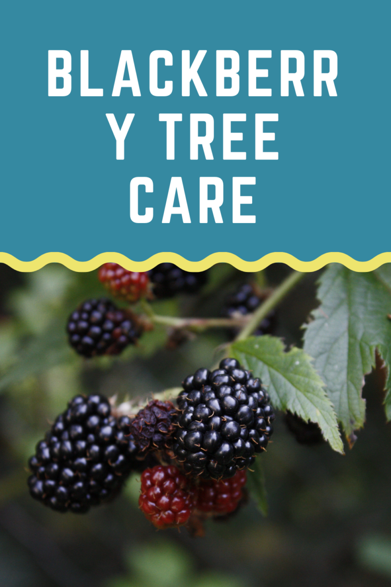 Blackberry Tree Care: From Planting to Harvesting