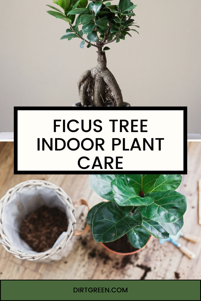 Ficus Tree Indoor Plant Care A Plant For Every Home