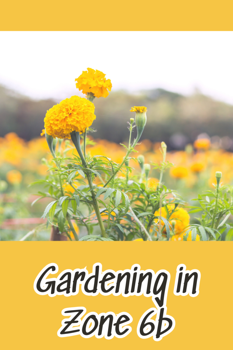 Gardening in Zone 6b: Strategies for Optimal Growth and Yield