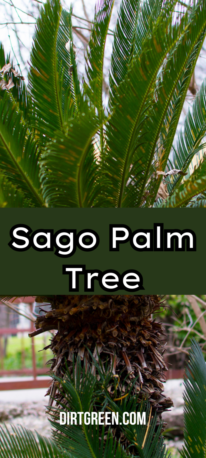 Sago Palm Tree Care: Everything You Need to Know