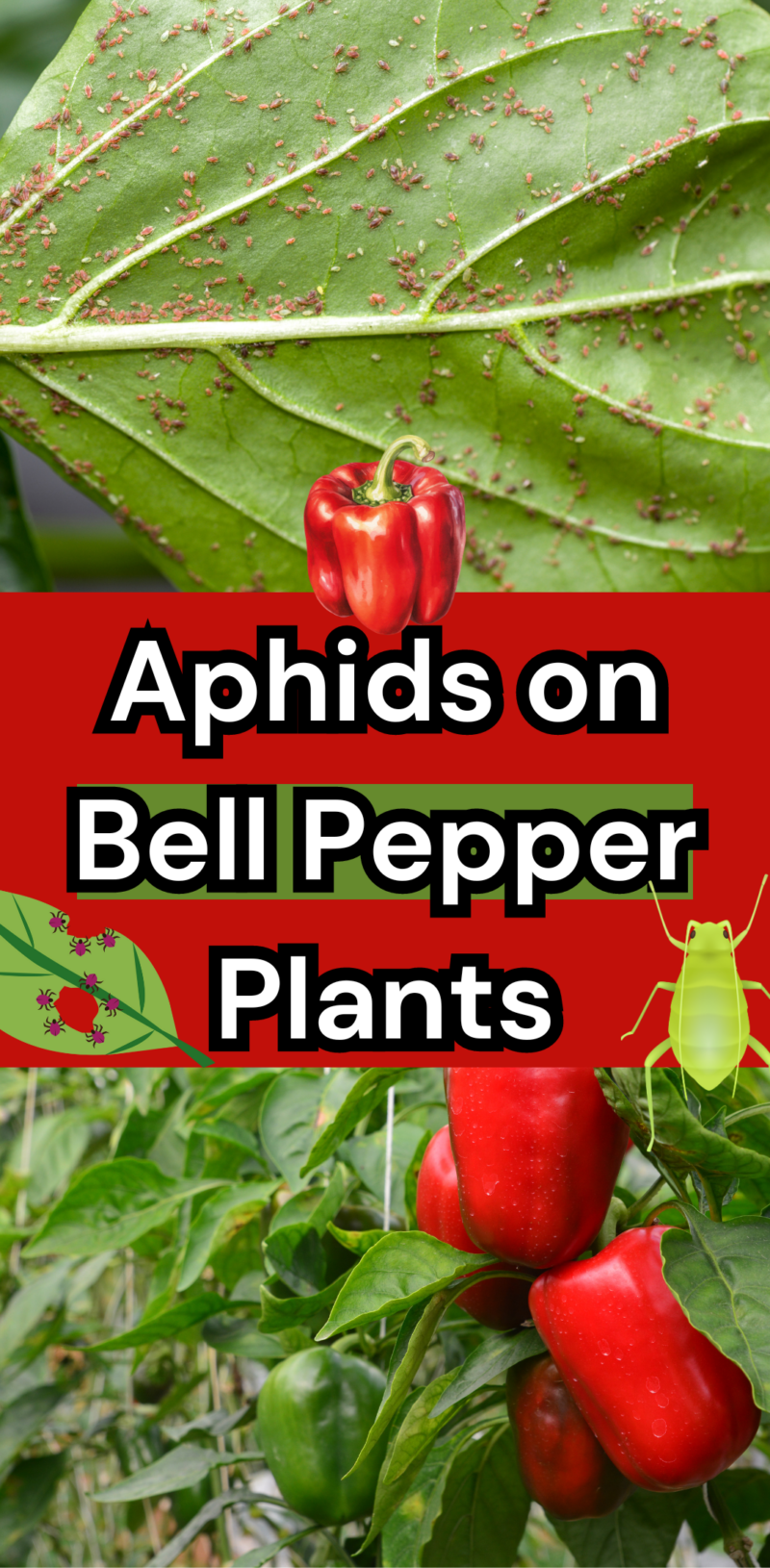 Aphids on Bell Pepper Plants: Identification, Prevention, and Control