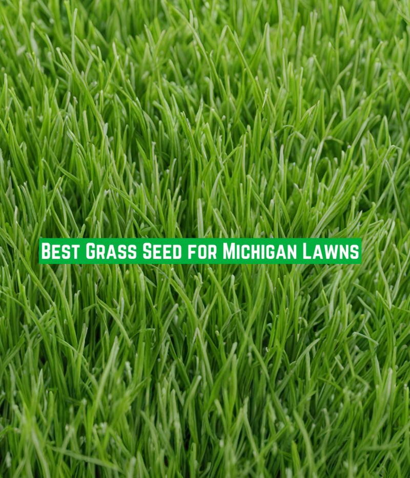 The Best Grass Seed for Michigan Lawns