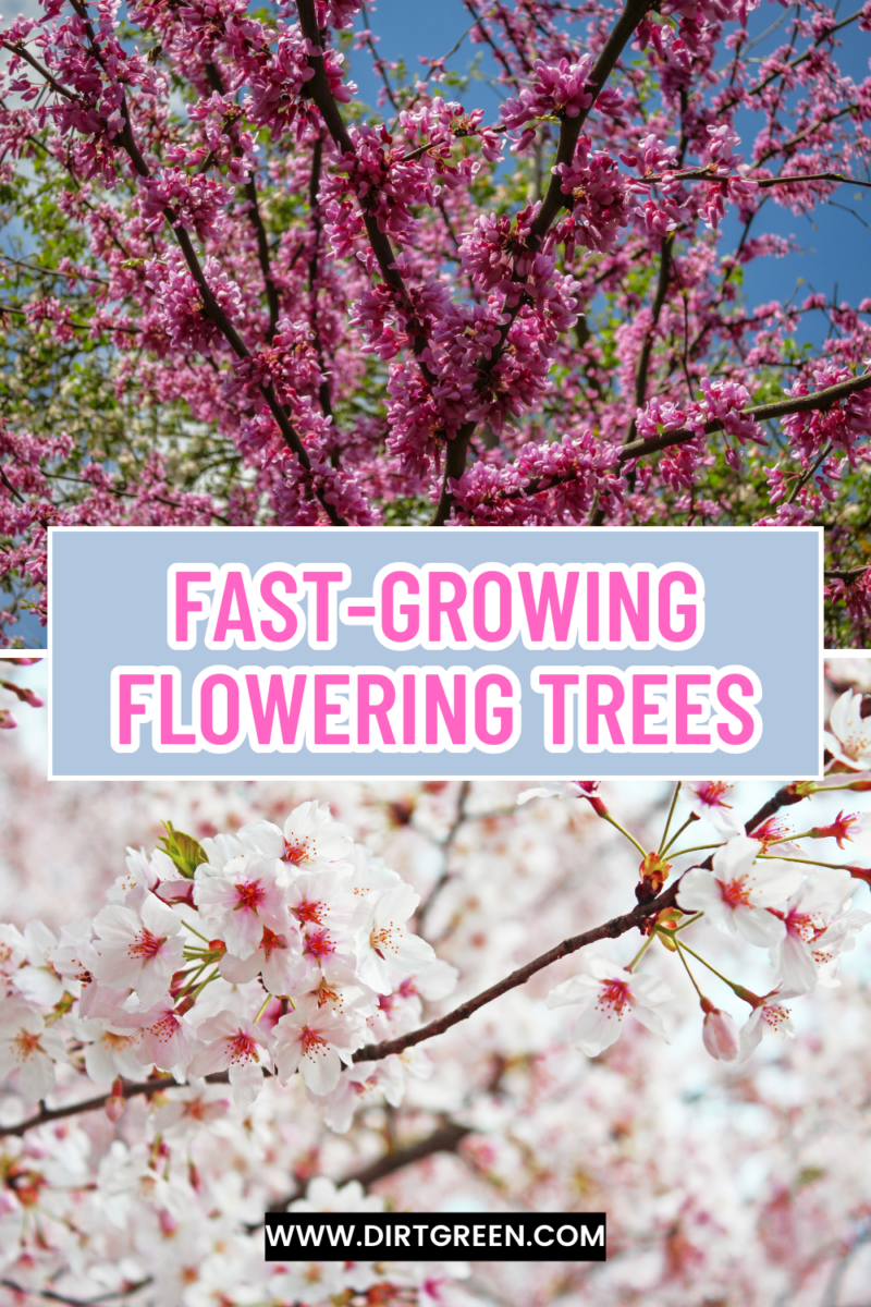 Top 15 Fast-Growing Flowering Trees for Instant Landscape Beauty