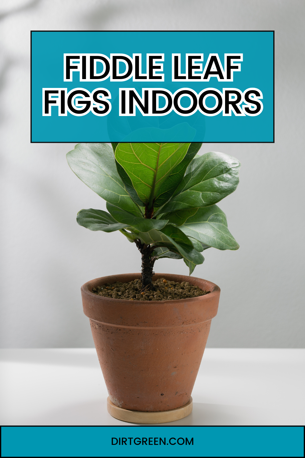 Thriving Fiddle Leaf Figs Indoors: Growing Guide