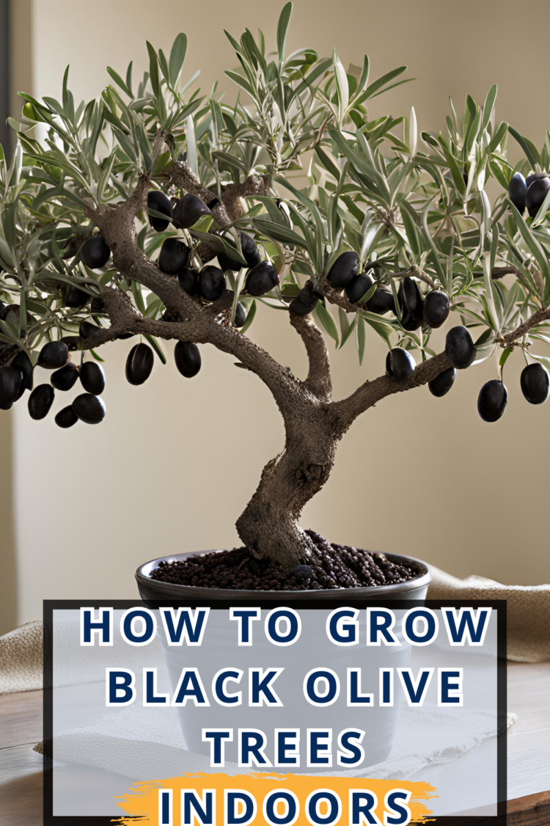How to Grow Black Olive Trees Indoors: Step-By-Step