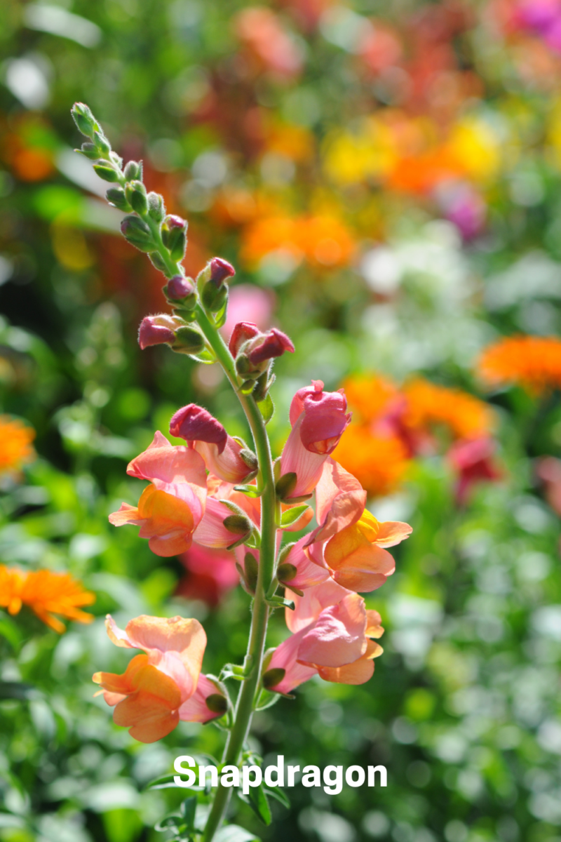 How to Care for Snapdragon Flowers as Perennials