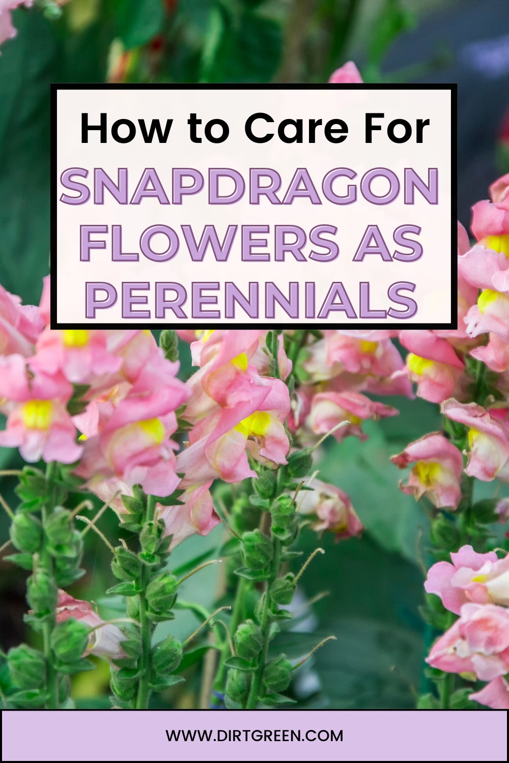 How to Care for Snapdragon Flowers as Perennials
