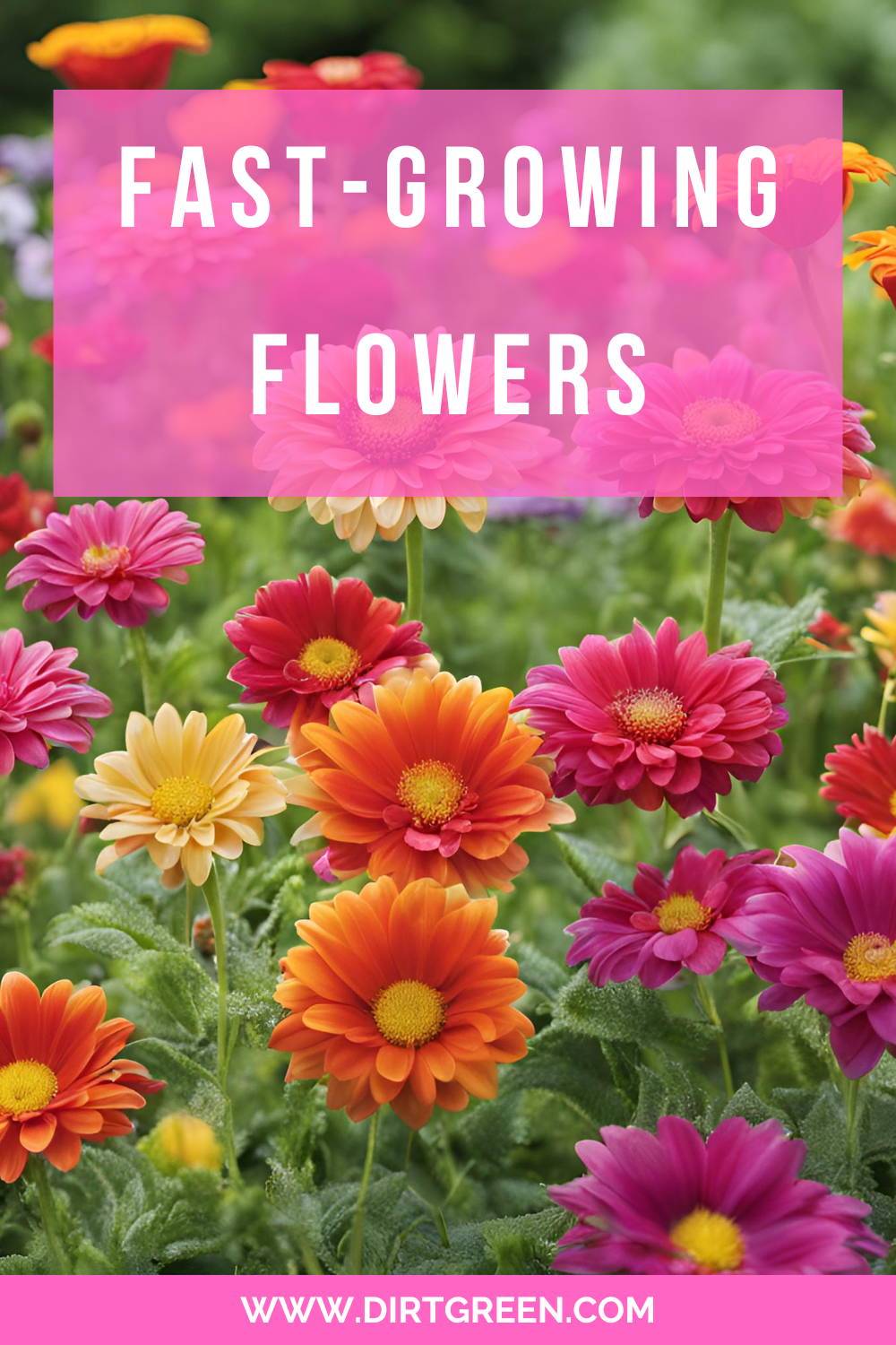 Fast-Growing Flowers: Nature's Quick and Colorful Performers