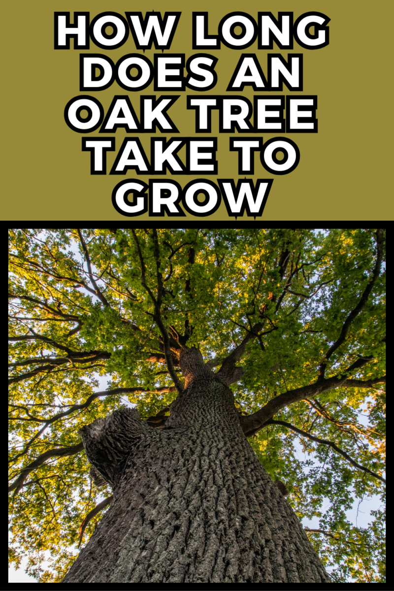 How Long Does an Oak Tree Take to Grow?