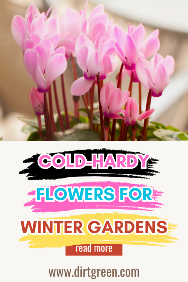 Cold-Hardy Flowers for Winter Gardens