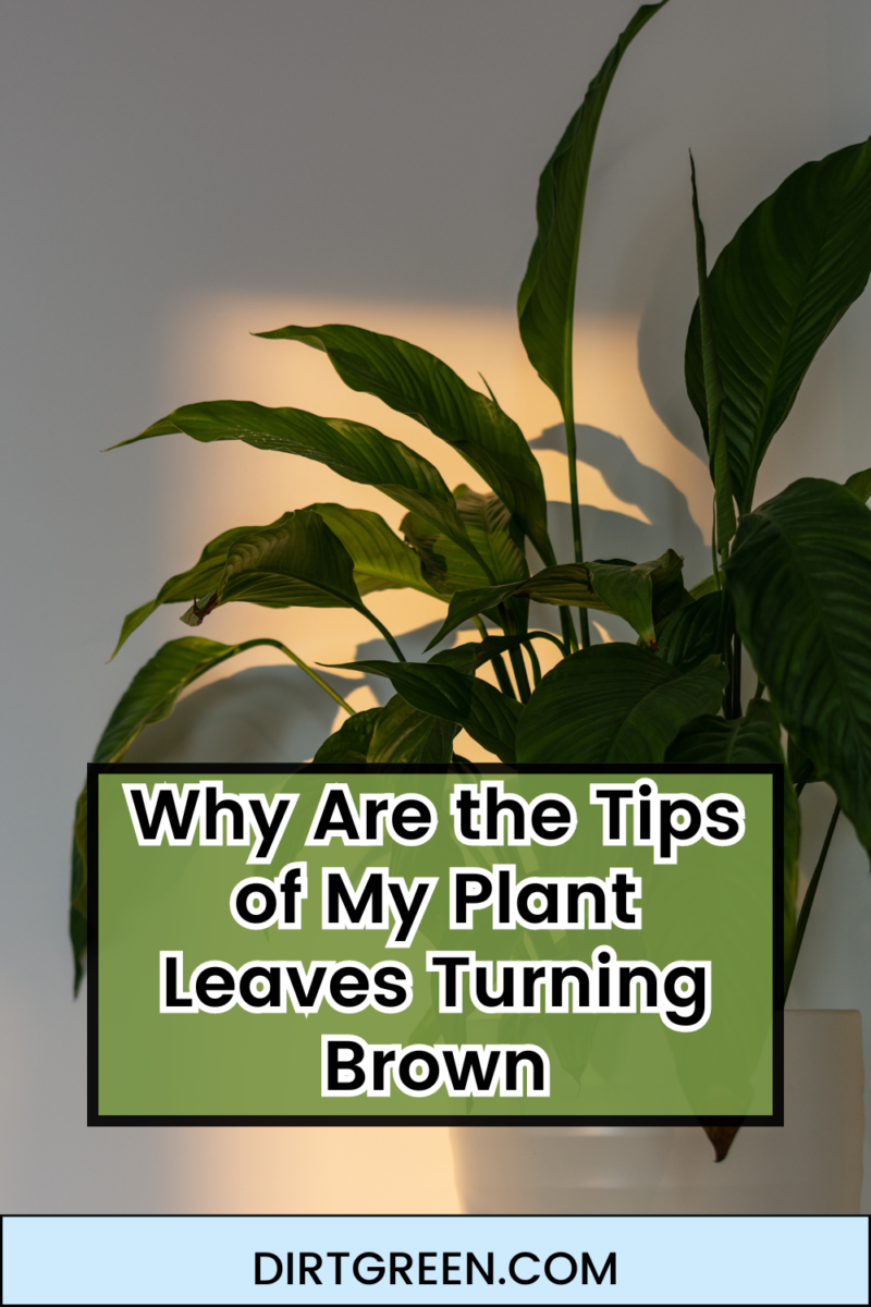Why Are the Tips of My Plant Leaves Turning Brown?