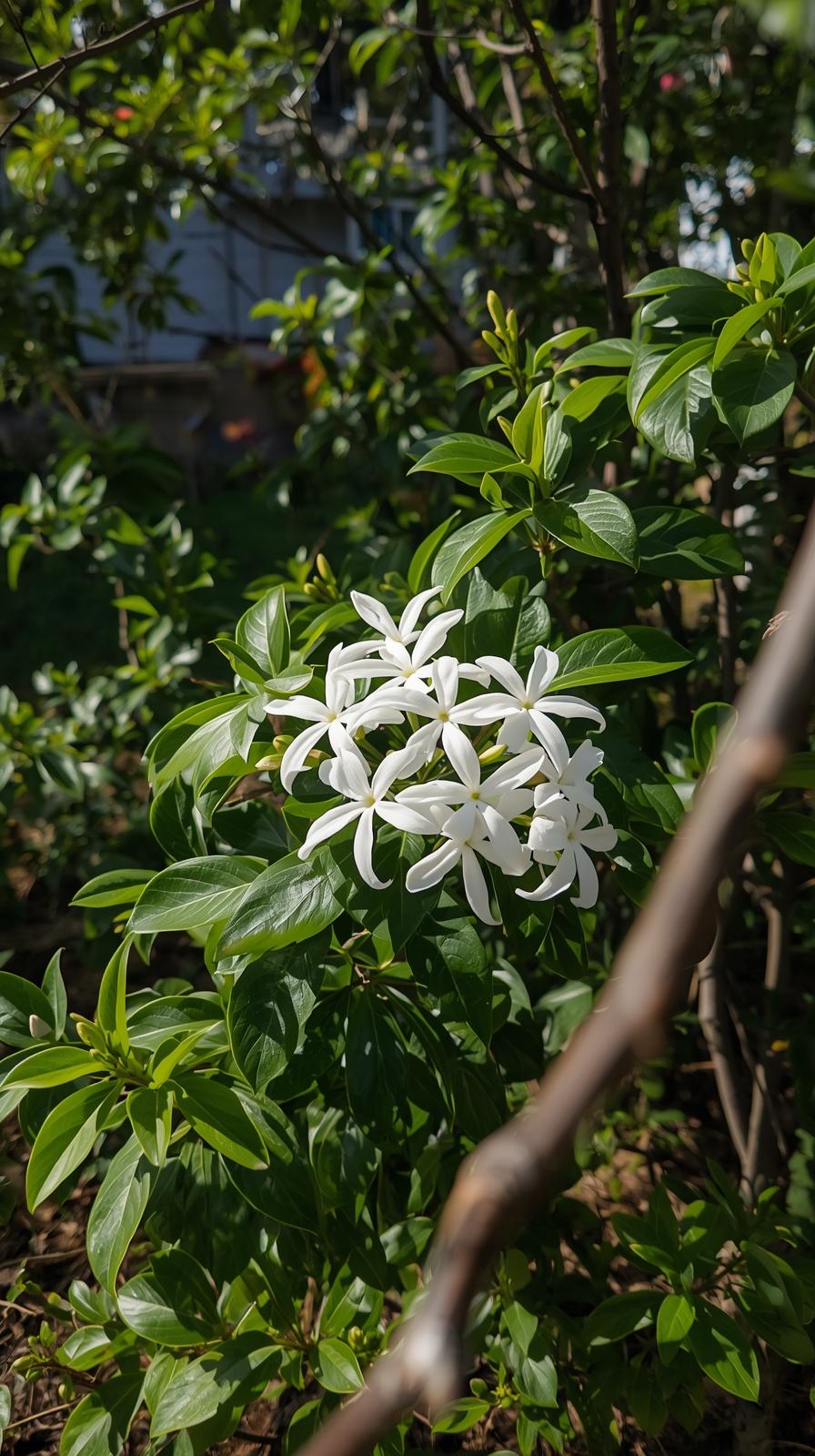 How to Grow Jasmine: A Complete Growing Guide