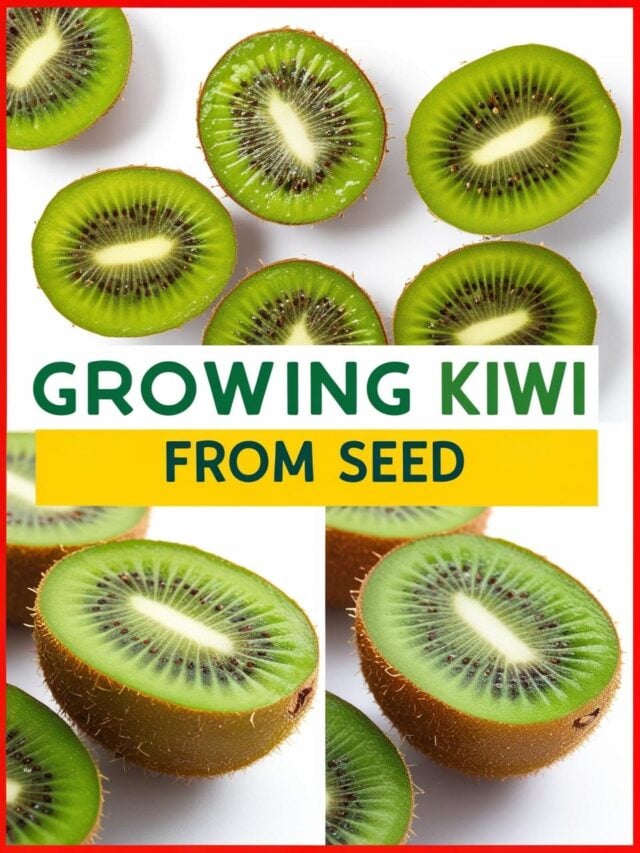 How to Grow Kiwi From Seed: A Simple Growing Guide