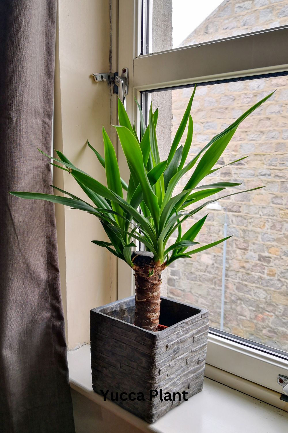 25 Indoor Plants Perfect for High Ceilings