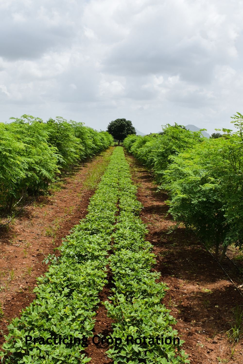 12 Tips for Successfully Growing Plants in Poor Soil
