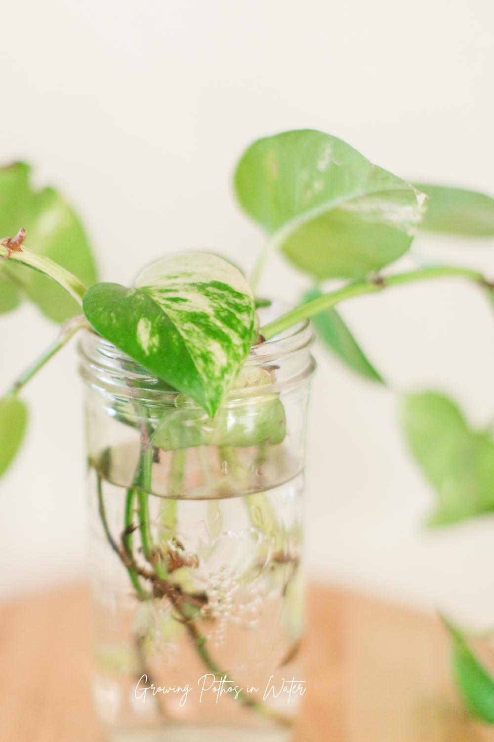 Growing Pothos in Water: Expert Tips for Thriving Plants