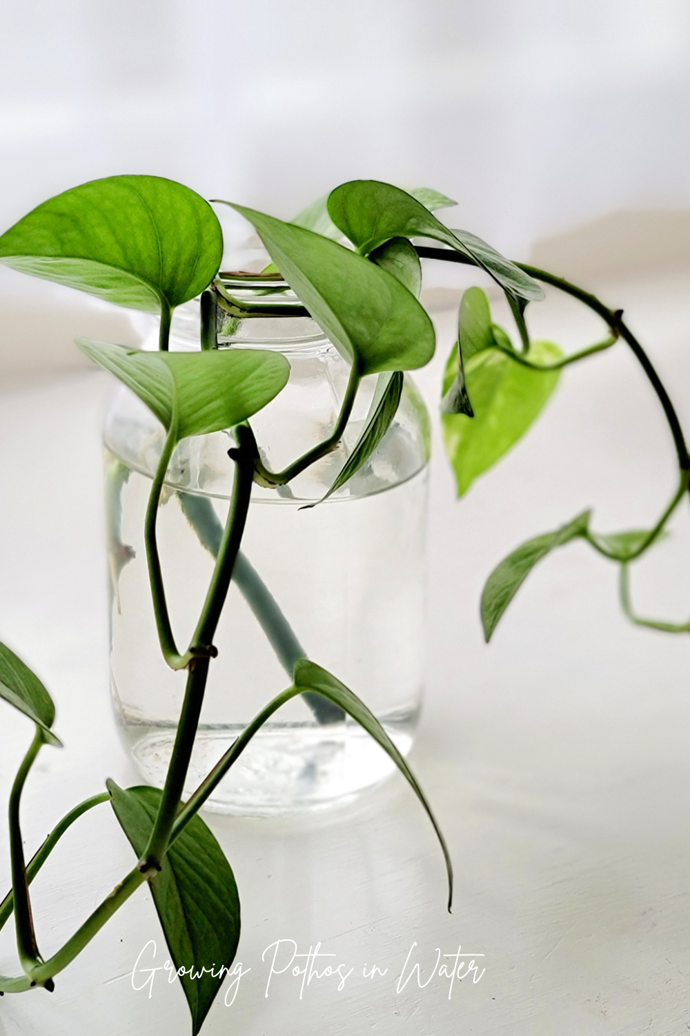 Growing Pothos in Water: Expert Tips for Thriving Plants